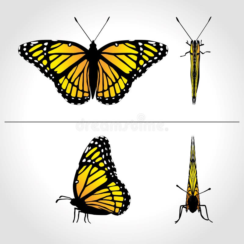 Monarch Butterfly Side View Stock Illustrations – 176 Monarch Butterfly ...