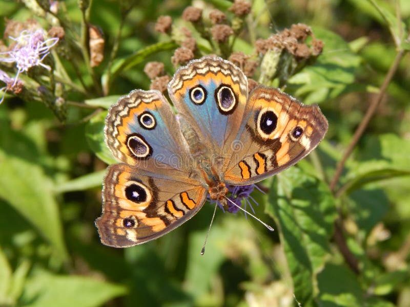 Butterfly, Moths And Butterflies, Insect, Brush Footed Butterfly Stock ...