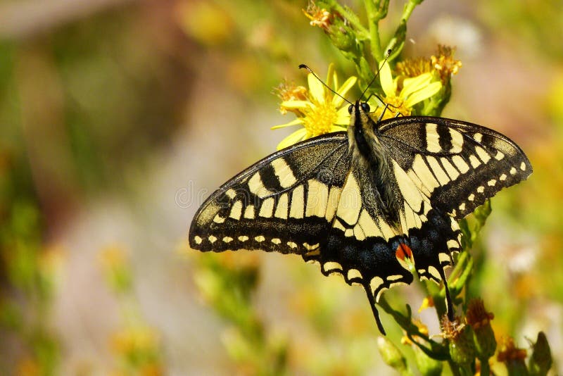 Butterfly, Moths And Butterflies, Insect, Brush Footed Butterfly ...