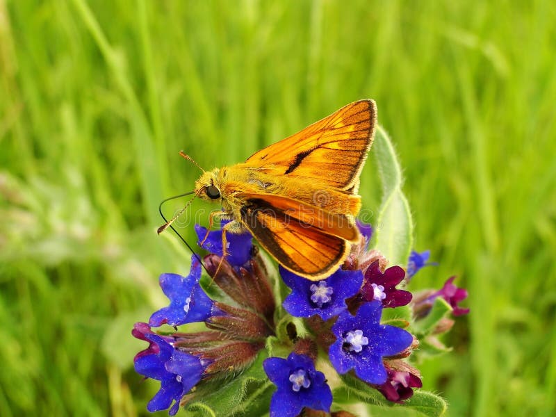 Butterfly, Moths And Butterflies, Insect, Brush Footed Butterfly Stock ...