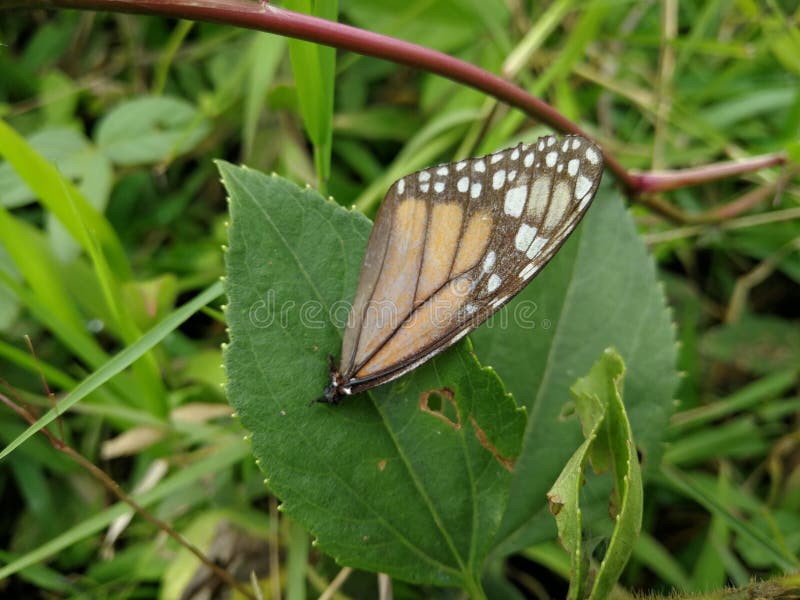 Butterfly, Moths And Butterflies, Insect, Brush Footed Butterfly ...