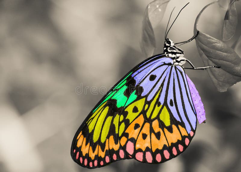 Butterfly, Moths and Butterflies, Monarch Butterfly, Insect Stock Photo ...
