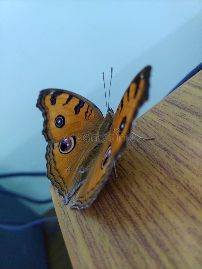 The Butterfly,multicolour and Beautiful at Office Stock Photo - Image ...