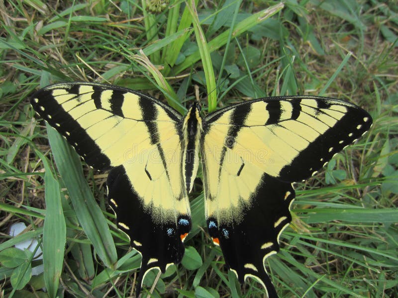 Beautiful yellow butterfly stock photo. Image of outside - 122855396