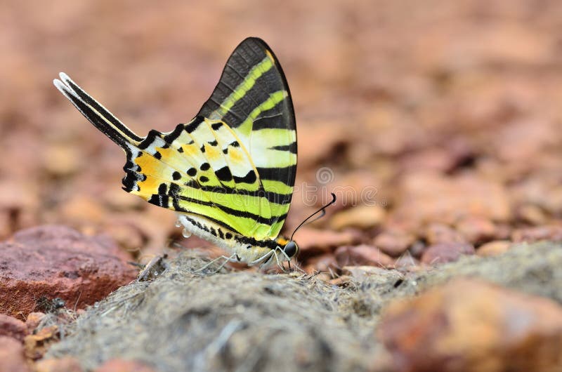 119 Yellow Swordtail Butterfly Stock Photos - Free & Royalty-Free Stock ...