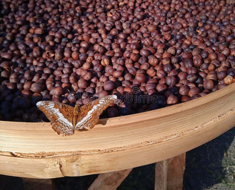 Butterfly and the Natural Dried Coffee Fruit in the Traditional Bamboo ...