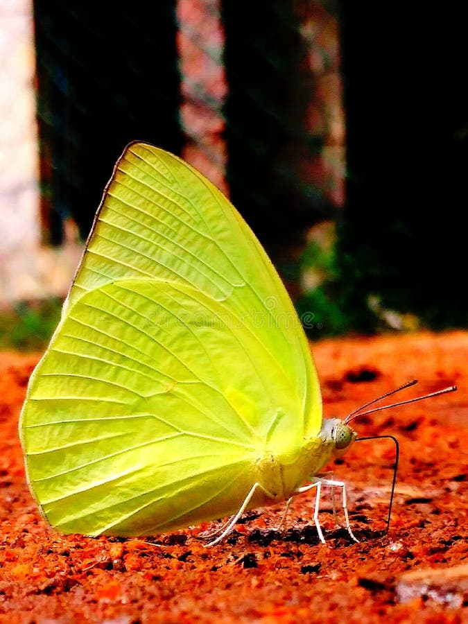 Butterfly stock photo. Image of nice, goodpic, nature - 135115358