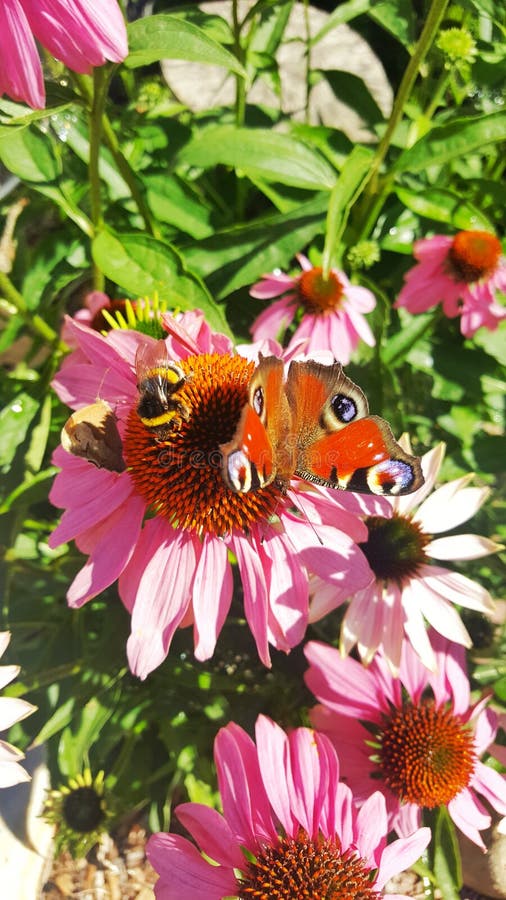Butterfly Near Purple Flowers Stock Image - Image of closeup, flying ...