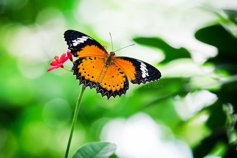 Butterfly nectar. stock image. Image of migratory, macro - 37839207