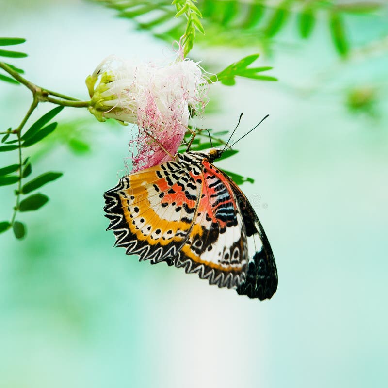 Butterfly nectar. stock image. Image of garden, nature - 37839099