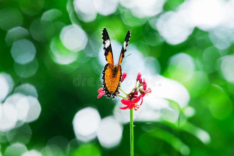 Butterfly nectar. stock photo. Image of flower, garden - 37839170