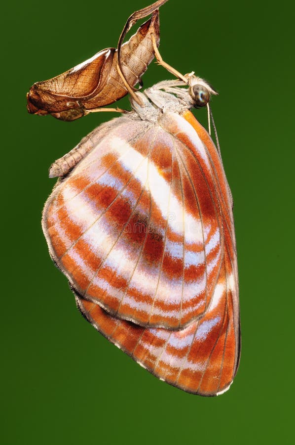 Butterfly ,Neptis miah stock photo. Image of harmony - 32303084