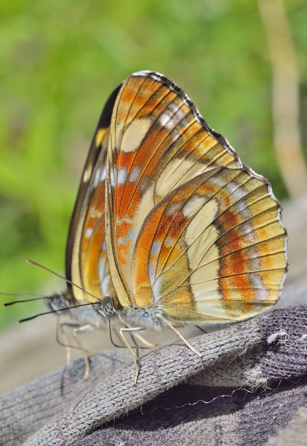 Butterfly (Neptis Thisbe) 5 Stock Photo - Image of invertebrates ...