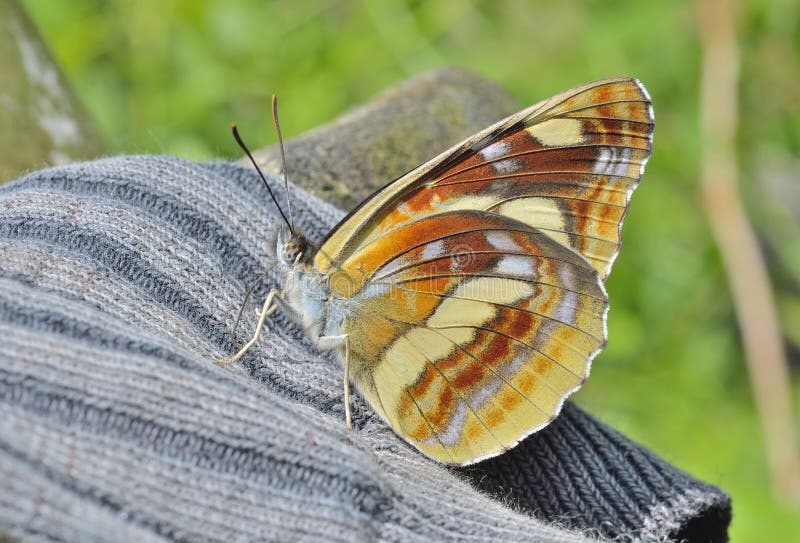 Butterfly (Neptis Thisbe) 5 Stock Photo - Image of invertebrates ...