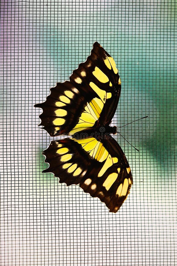 Butterfly on net stock image. Image of harmony, beauty - 105170261