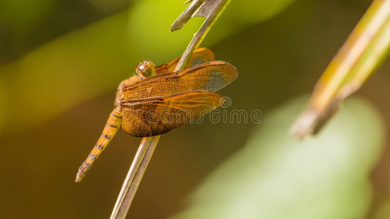 Net Winged Insect Neuropetra Stock Image - Image of families, antilions ...