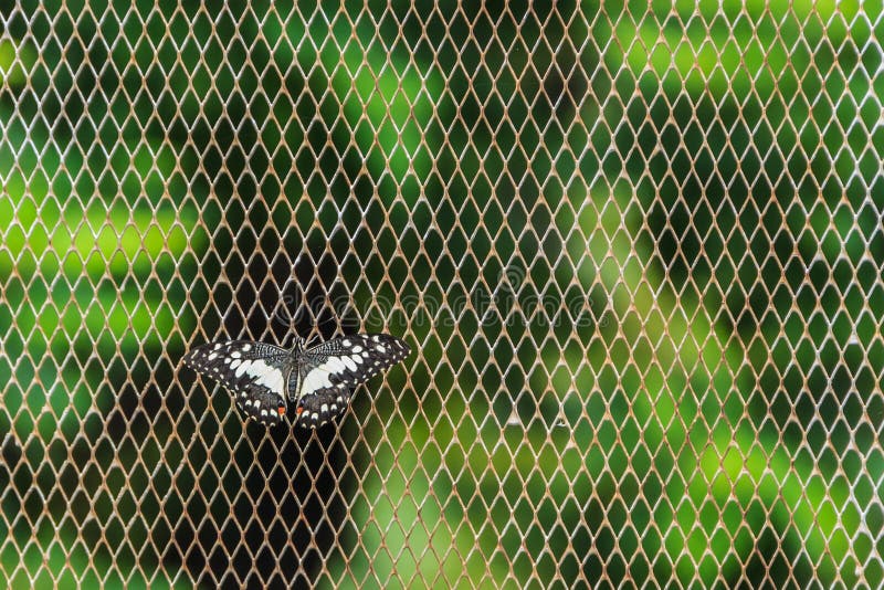 Butterfly on Netted Background Stock Image - Image of color, background ...