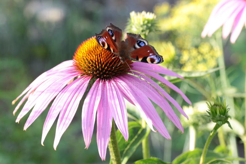 Butterfly stock image. Image of summer, buterfly, color - 71621849