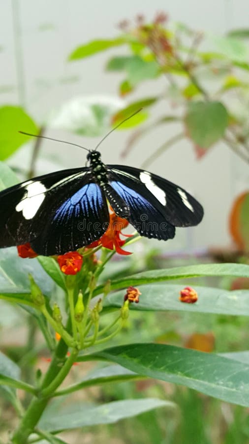 Butterfly stock image. Image of black, nice, flower - 121573849