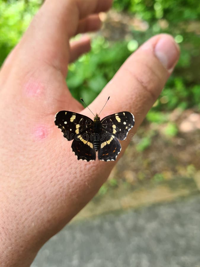 Nice Wow Butterfly Stock Photos - Free & Royalty-Free Stock Photos from ...