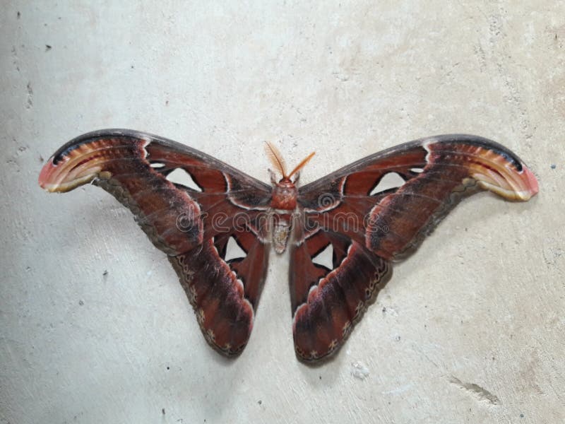 Butterfly in the night stock photo. Image of flower, color - 1032440