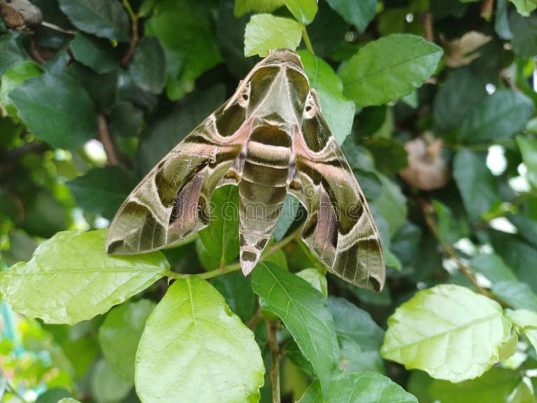 BUTTERFLY Oleander Hawk Moth, or the Gardinia Hawk Moth.image Stock Image - Image of asia, life ...
