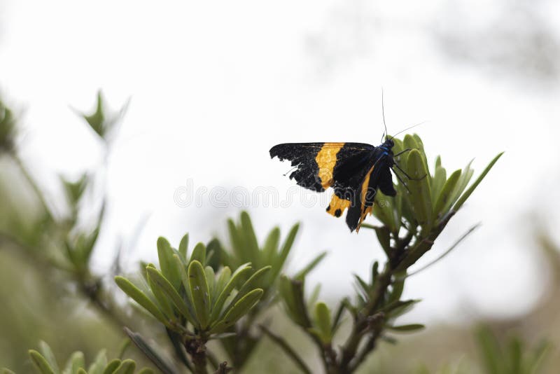 Butterfly with One Wing Broken in a Branch Select Focus Stock Image ...