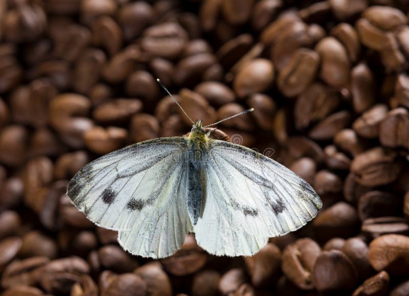 Butterfly stock photo. Image of animal, butterfly, stripes - 214293420