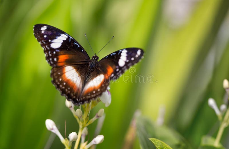 Exotic Butterfly on the Flowers Early Stock Photo - Image of butterfly ...