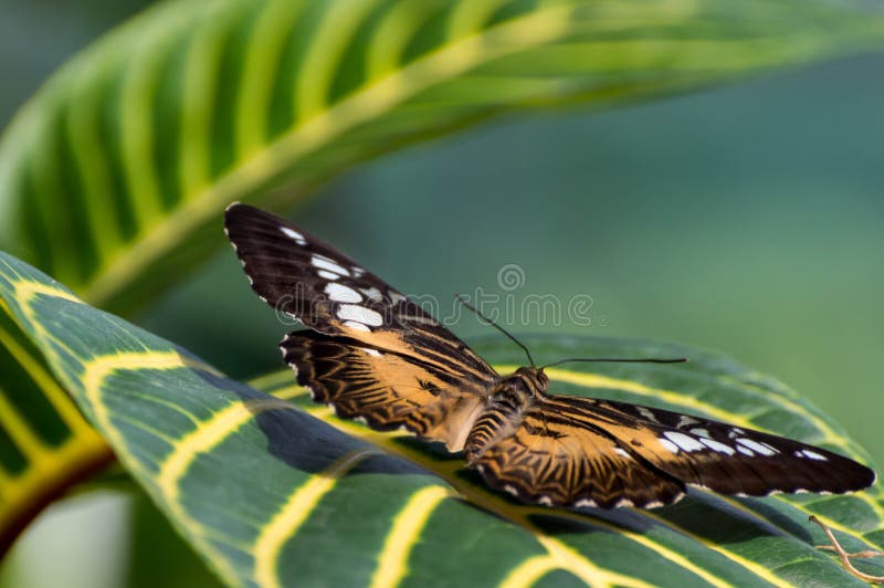 Butterfly with Open Wings on Spring Stock Photo - Image of insect ...