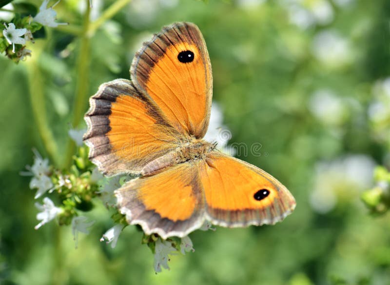 Butterfly stock photo. Image of feeding, wing, garden - 31471790
