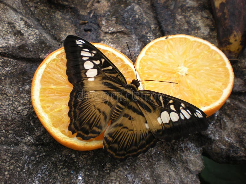 Butterfly Orange Papillon Farfalla Arancia Stock Photo - Image of ...