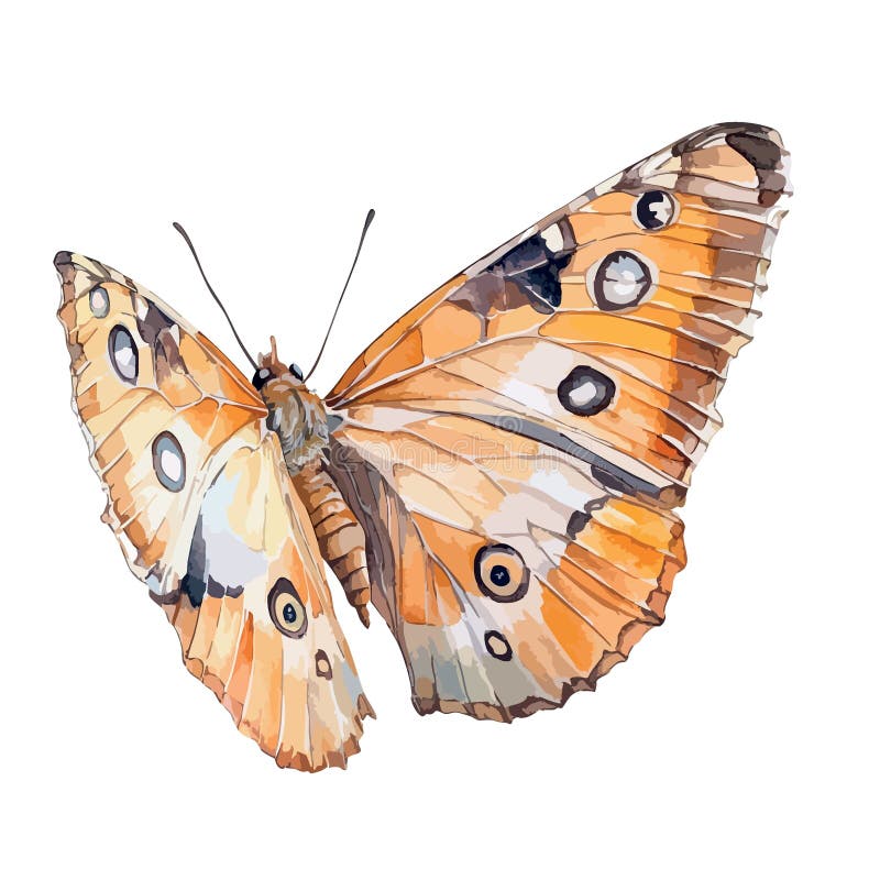 Butterfly with Orange Wings and Black Spots. it is Flying in the Air ...