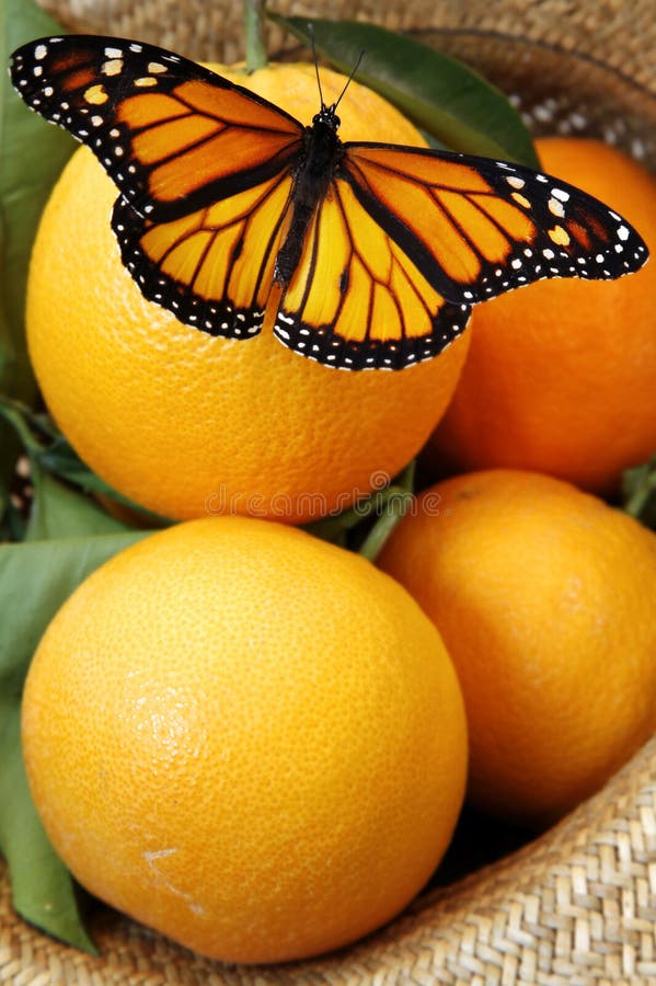 Monarch Butterfly Wings stock photo. Image of orange, prey - 323484