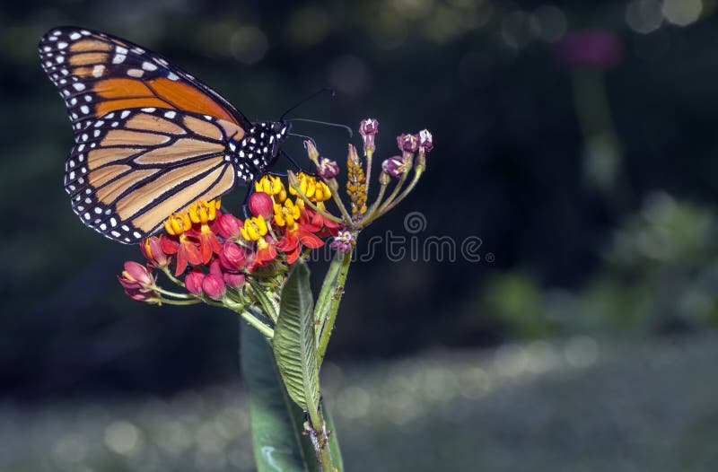 Butterfly of the Order Lepidoptera Stock Photo - Image of flying ...