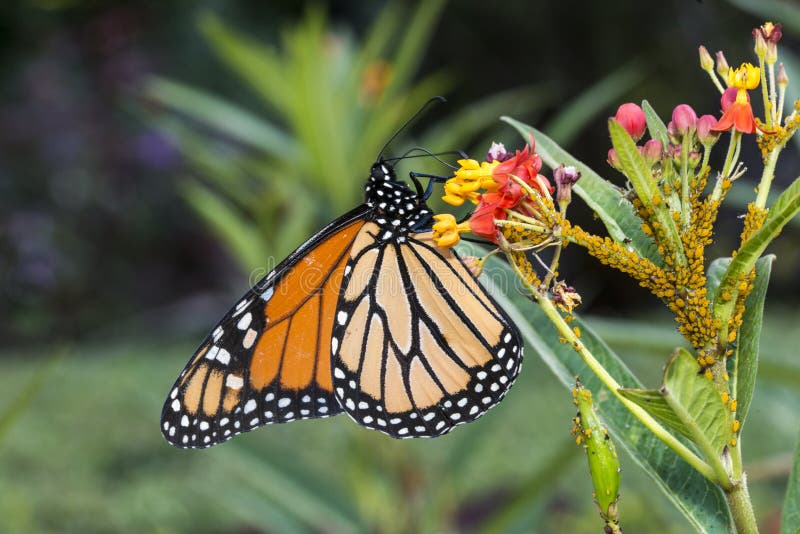 Butterfly of the Order Lepidoptera Stock Photo - Image of park, lepidoptera: 44713548