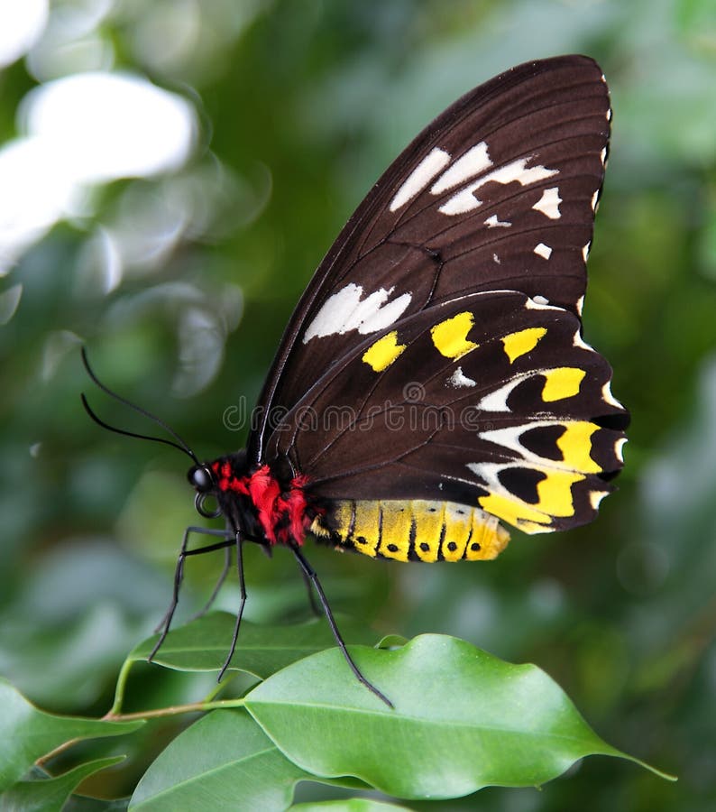 Goliath Birdwing Butterfly (Omithoptera Goliath) Stock Photo - Image of ...