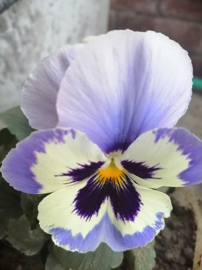 Butterfly Pansi Flower stock photo. Image of natural - 228424770