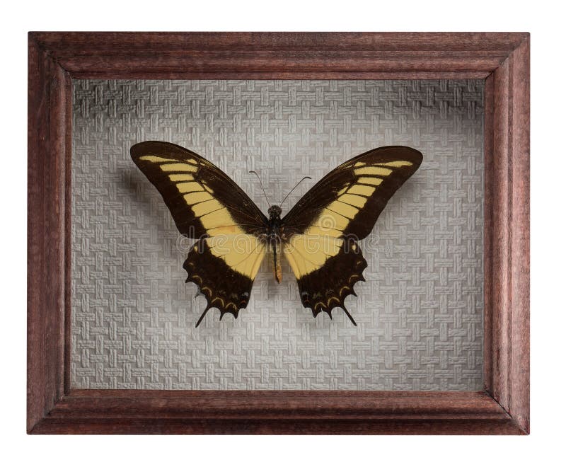 Androgeos Stock Photos - Free & Royalty-Free Stock Photos from Dreamstime