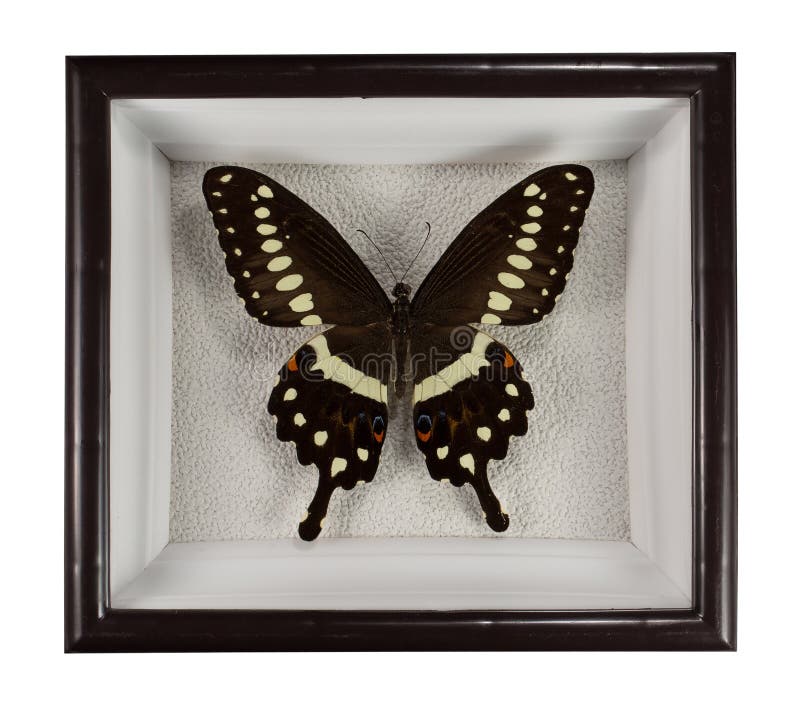 Butterfly Papilio Lowi in Frame Isolated on White Background Stock ...