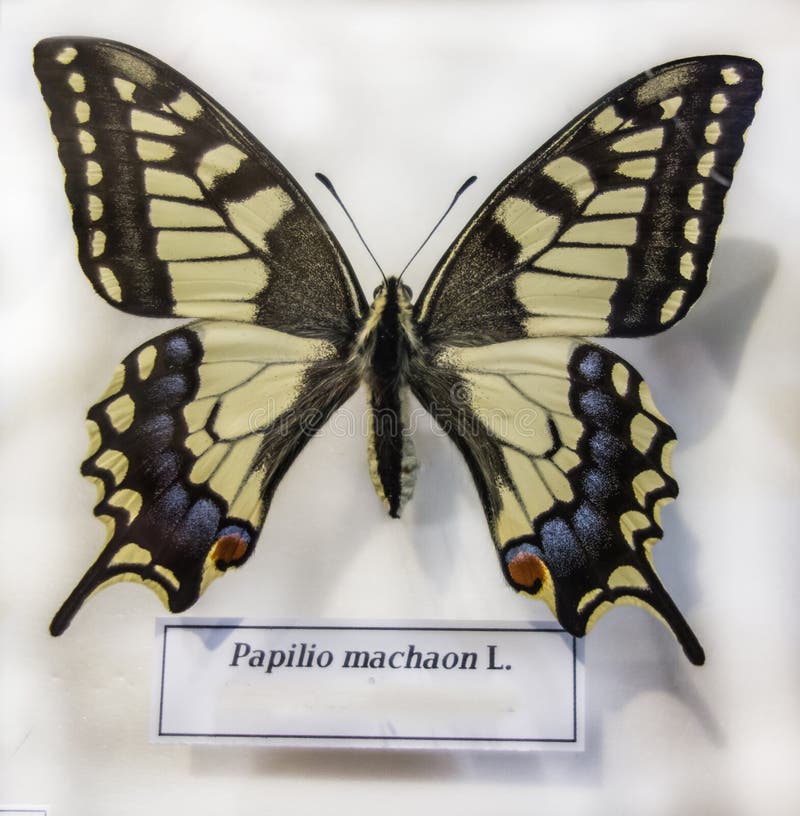 Butterfly Papilio Mahaon L. Stock Photo - Image of symmetry, insect ...