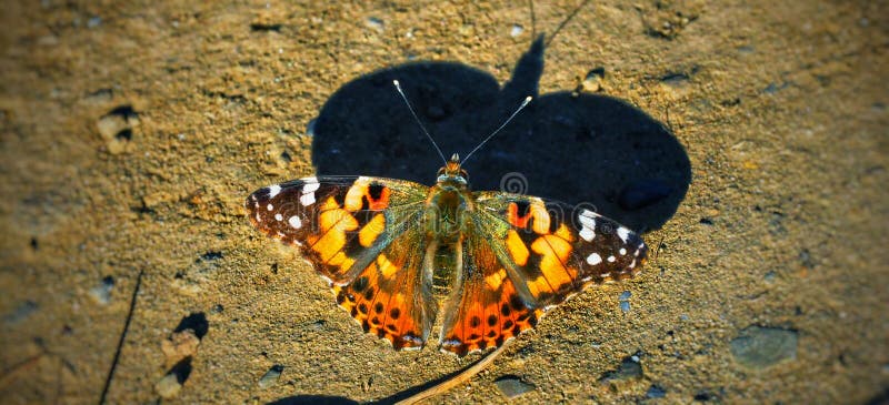 Butterfly papillon brown stock photo. Image of yellow - 221678630