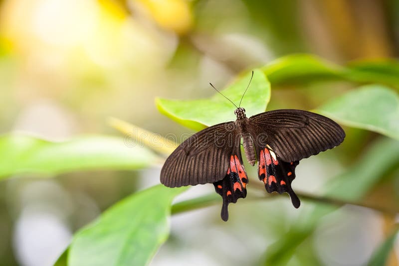Butterfly Parides Photinus stock image. Image of spread - 38782545