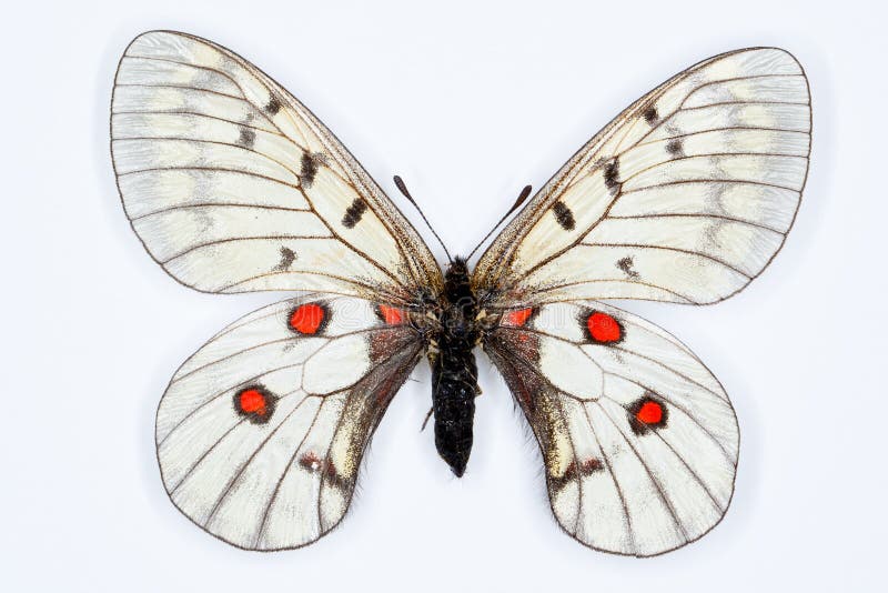 Butterfly, Parnassius Bremeri, Isolated on White Stock Photo - Image of ...