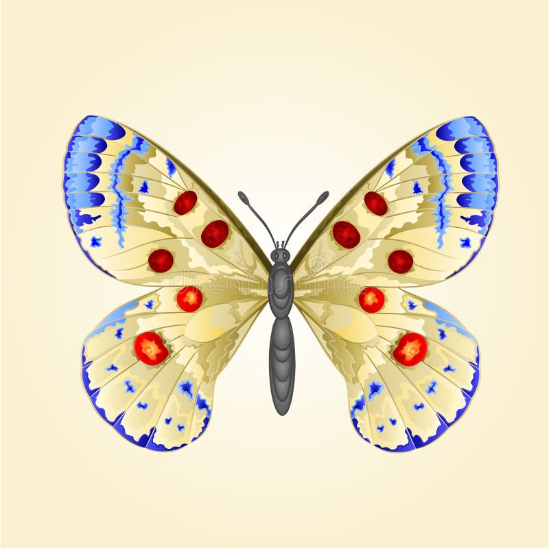 Butterfly Parnassius Apollonius. Stock Illustration - Illustration of ...