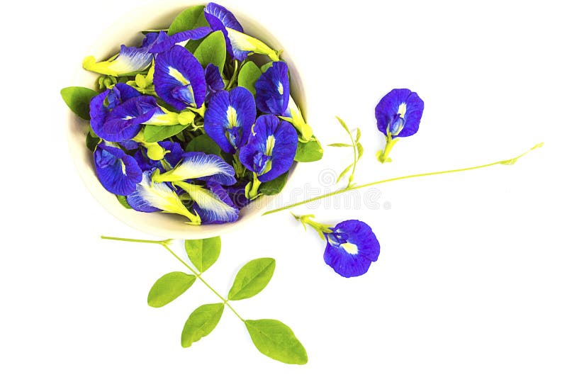 Butterfly Pea, Blue Beans, in a Cup Stock Photo - Image of beautiful ...