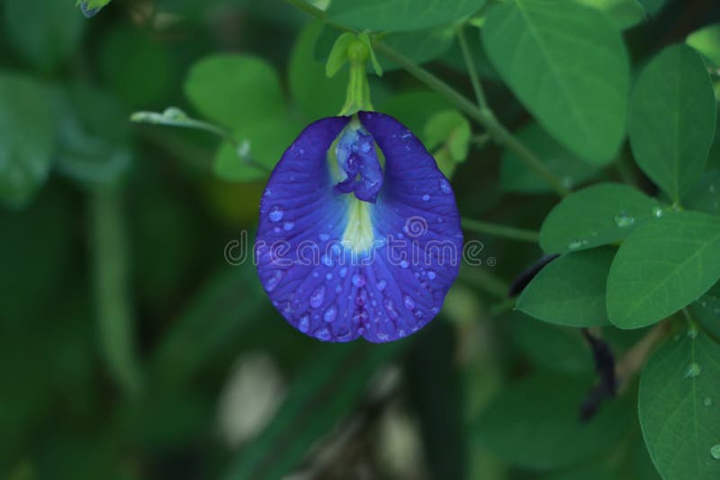 Butterfly Pea, Blue Pea Clitoria Ternatea Stock Photo - Image of darwin ...