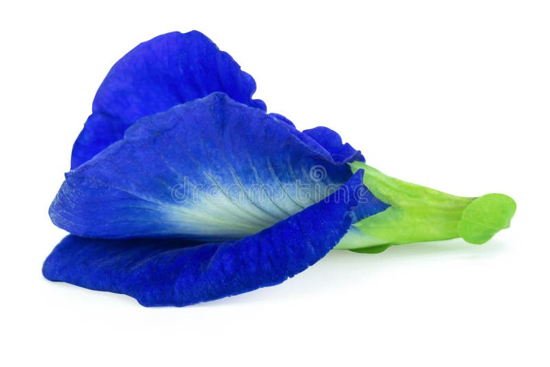Butterfly Pea, Blue Pea Isolated on White Background with Clipping Path ...