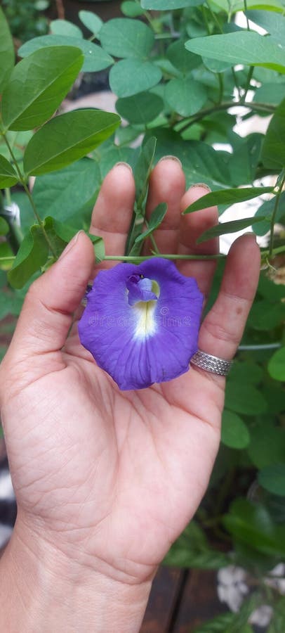 Butterfly Pea stock photo. Image of herb, plant, bunga - 206140114