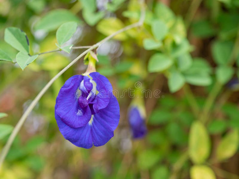 Butterfly Pea, Clitoria Ternatea Flower Stock Photo - Image of herb ...